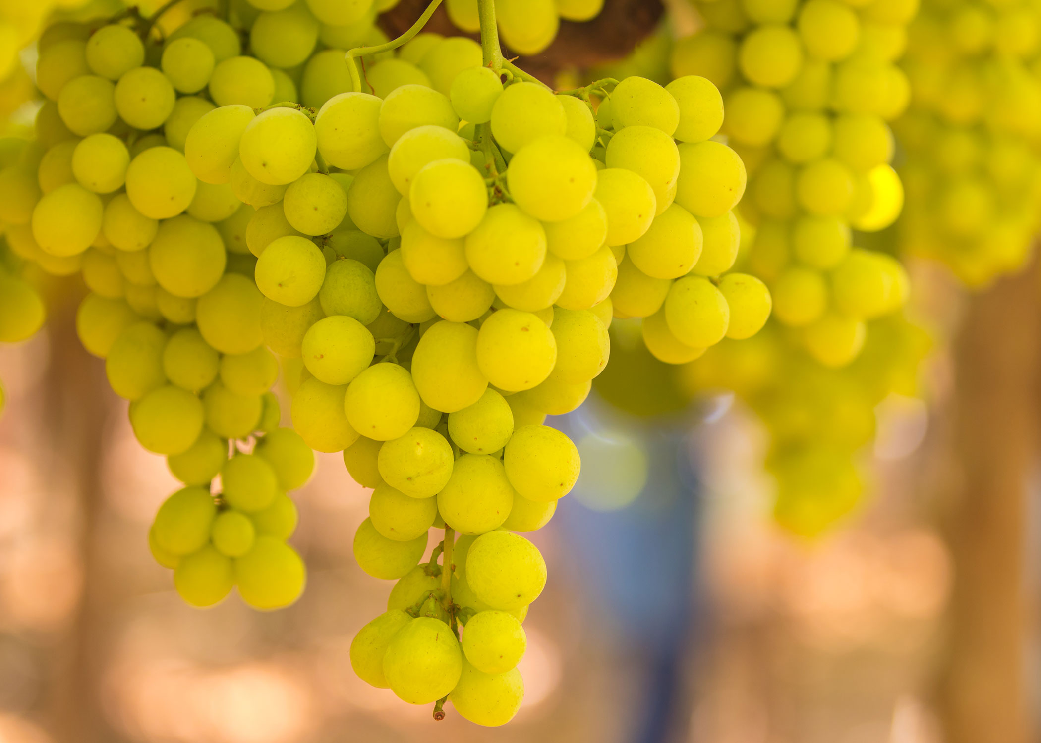 Types Of Grapes For Eating
