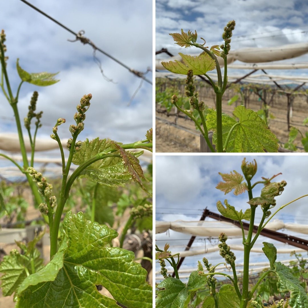 #257: The Next Generation | Grapa Global