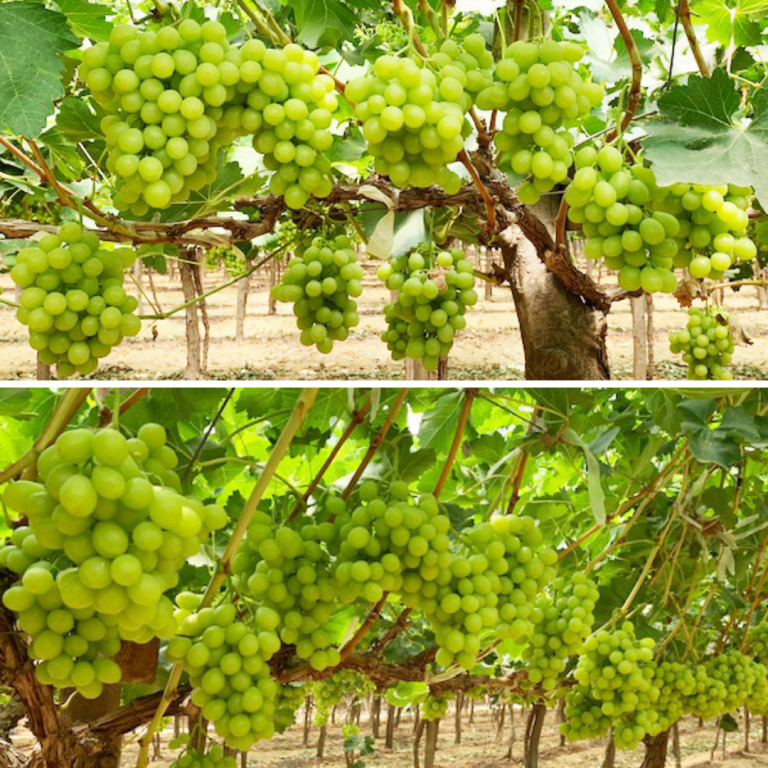 #263: 20 Years and Still Going Strong | Grapa Global