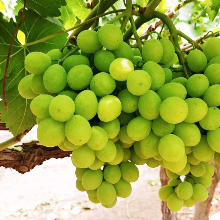 #263: 20 Years and Still Going Strong | Grapa Varieties Ltd.