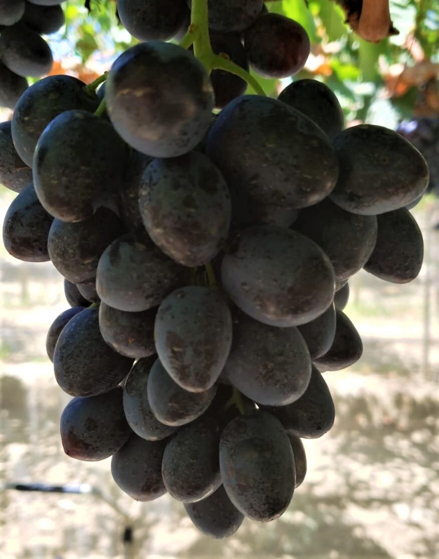 #268: You Heard it Here First | Grapa Global