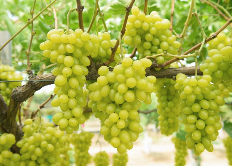 White Grapes | Table Grapes | Grapa Varieties Ltd.
