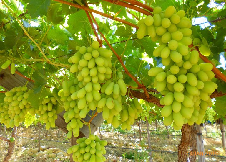 White Varieties | Grapa Varieties Ltd.