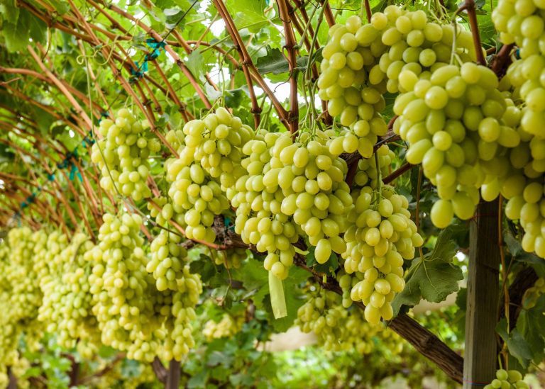 White Grapes | Table Grapes | Grapa Varieties Ltd.