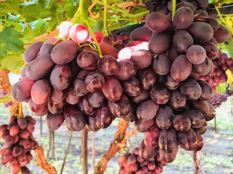 The Time is Ripe | Table Grape