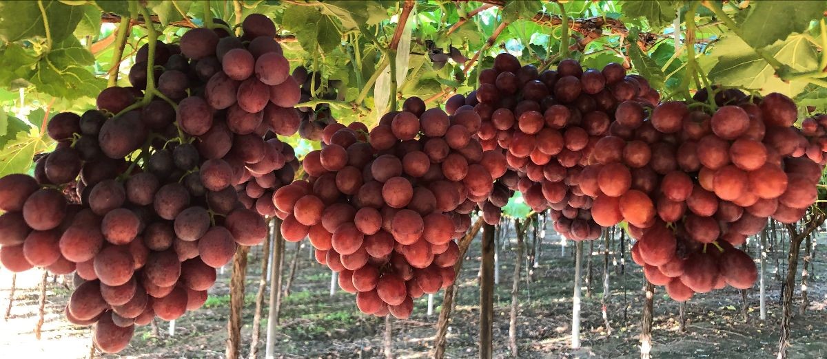 The Time is Ripe | Table Grape