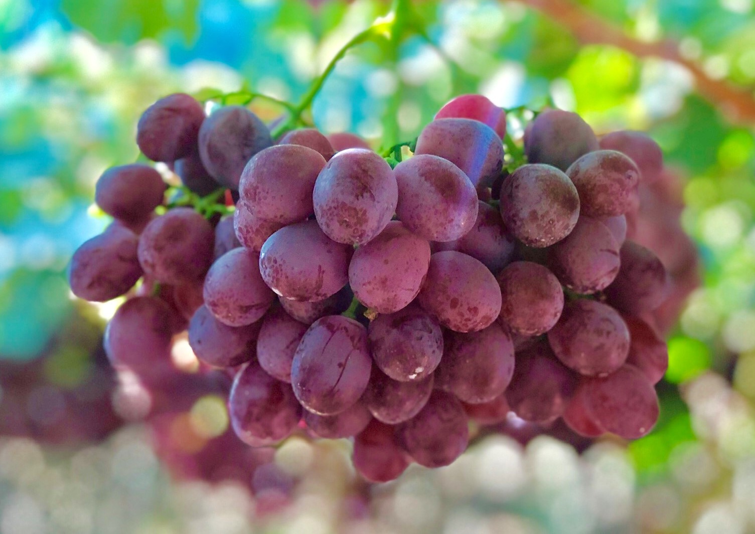 The Time is Ripe | Table Grape