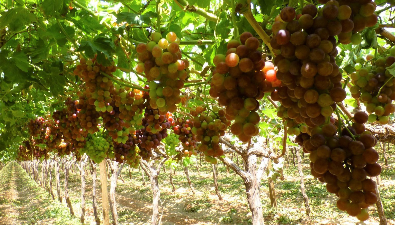 #279: What's New in Peru | Grapa Varieties Ltd.