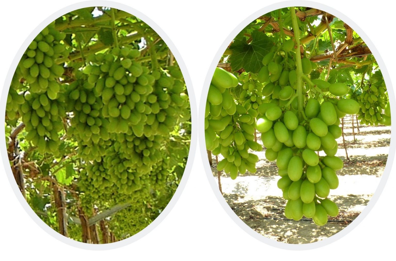 #279: What's New in Peru | Grapa Varieties Ltd.