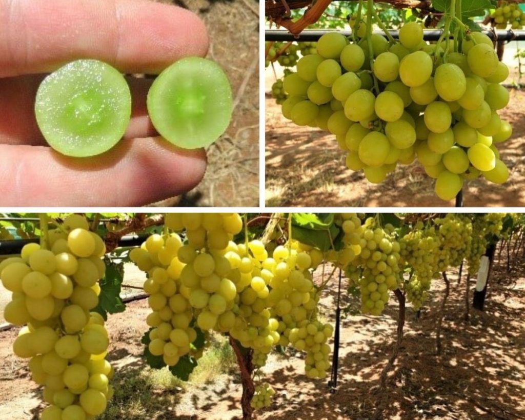 #280: Planet of the Grapes | Grapa Varieties Ltd.