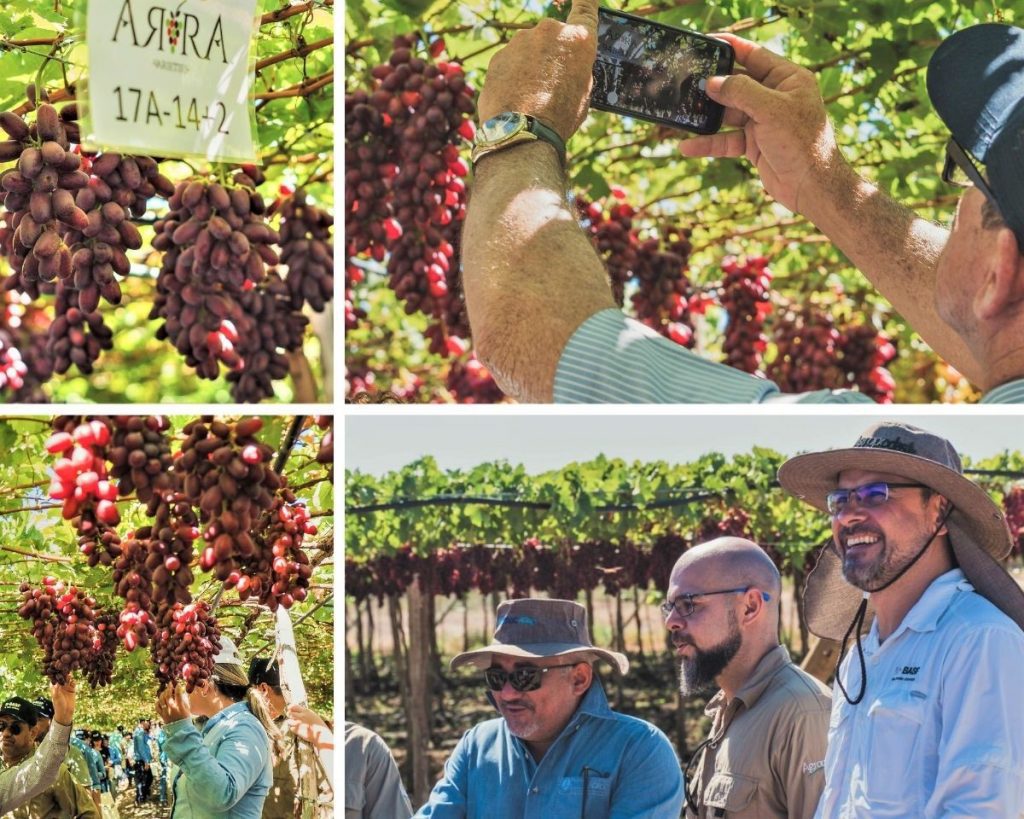 #280: Planet of the Grapes | Grapa Varieties Ltd.