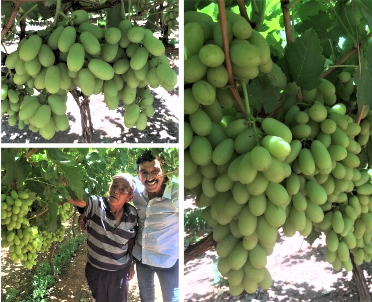 #280: Planet of the Grapes | Grapa Varieties Ltd.