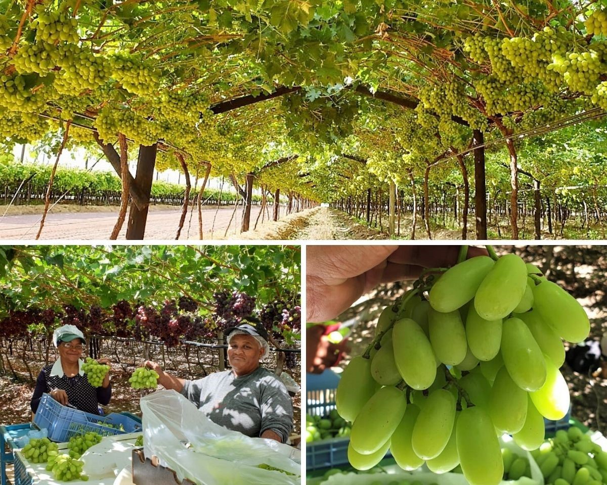 #283: Expanding ARRA Horizons | Grapa Varieties Ltd.