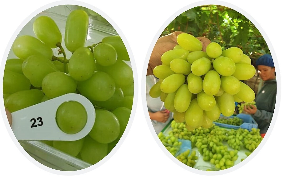 #283: Expanding ARRA Horizons | Grapa Varieties Ltd.