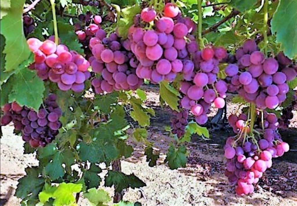 #283: Expanding ARRA Horizons | Grapa Varieties Ltd.