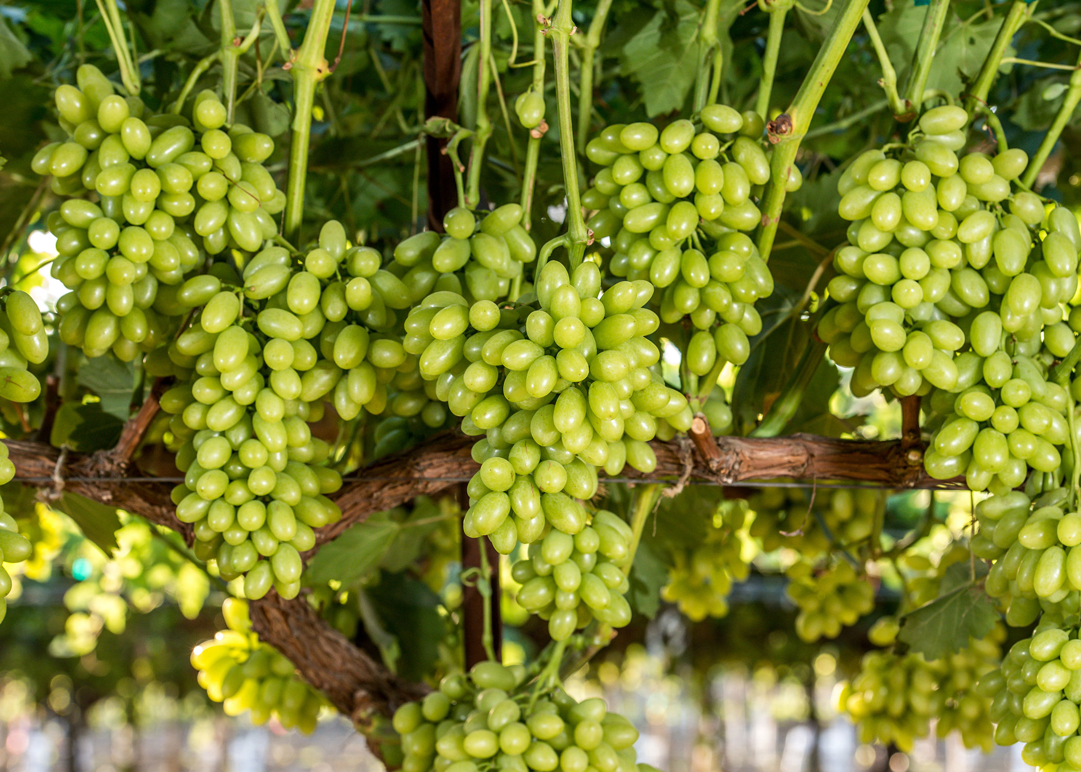 White Varieties | Grapa Varieties Ltd.