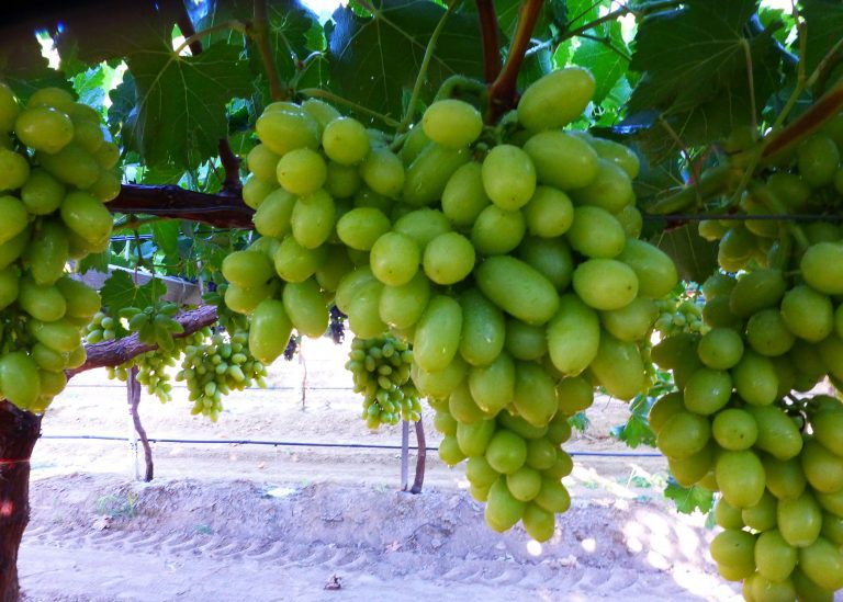 White Grapes | Table Grapes | Grapa Varieties Ltd.