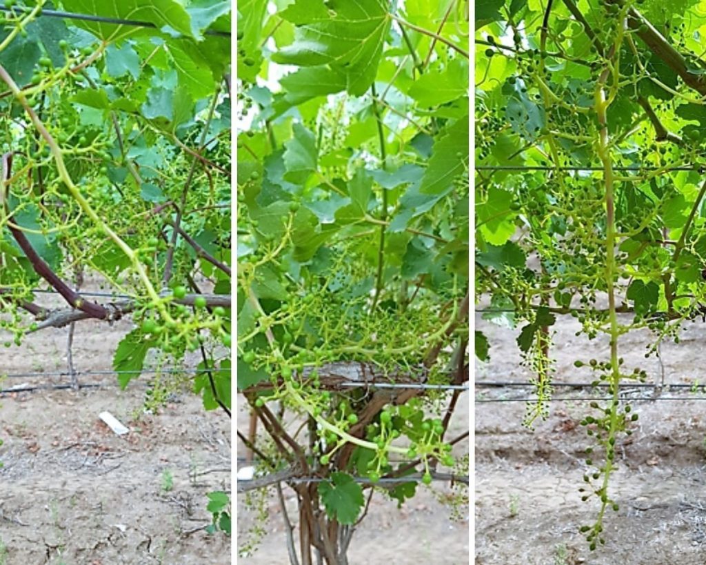 #292 ARRA: The Bigger Picture | Grapa Varieties Ltd.