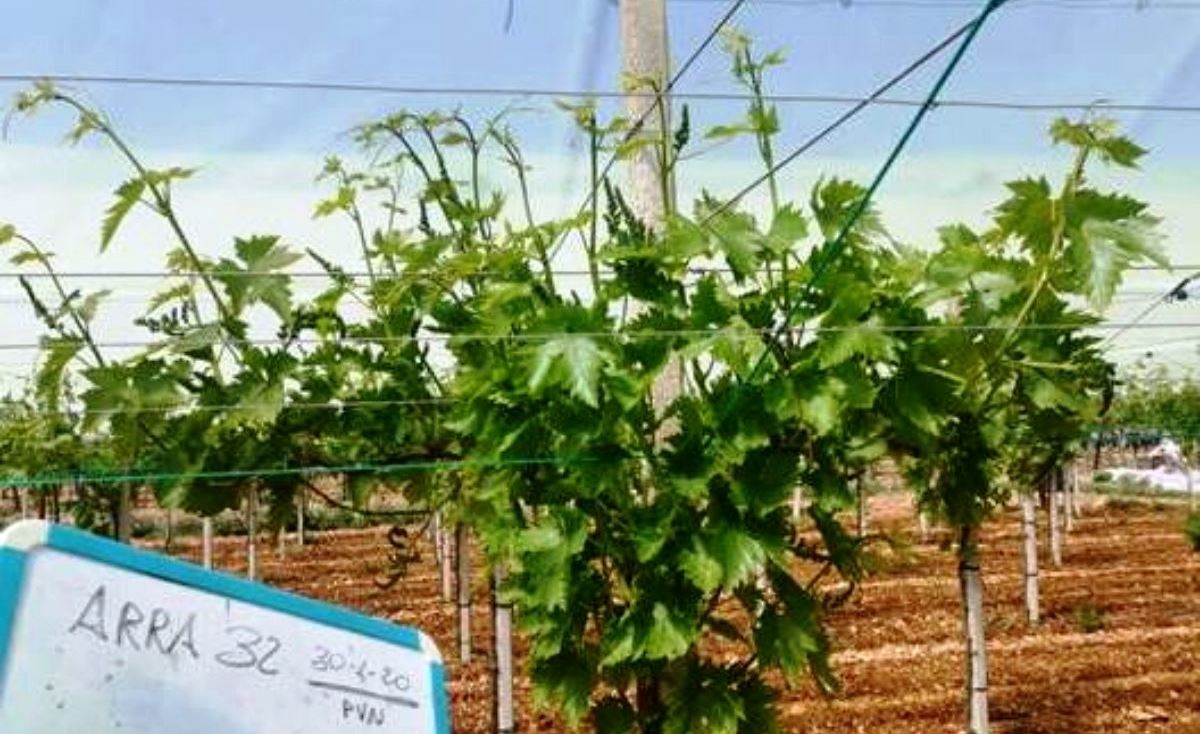 #291 Growing Together | Grapa Varieties Ltd.