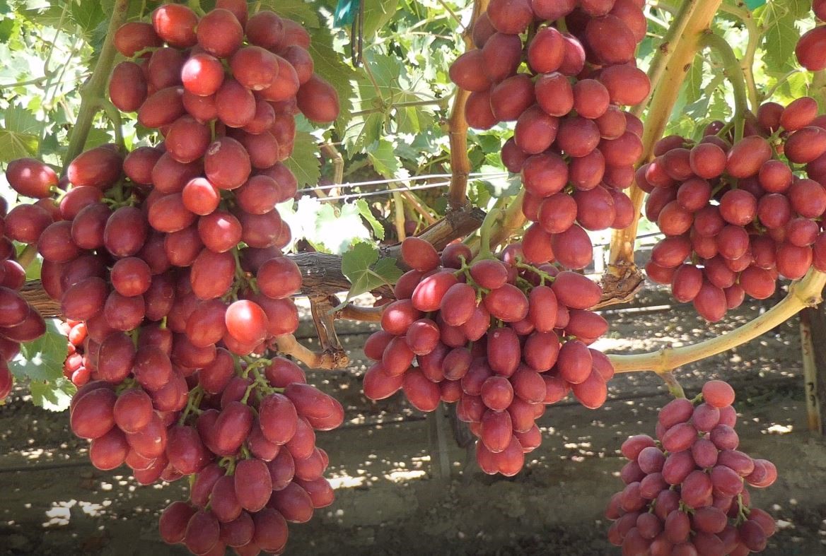 #296 | Rising Stars | ARRA 33