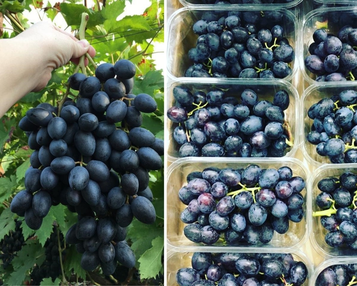 #301 ARRA Mystic Dream