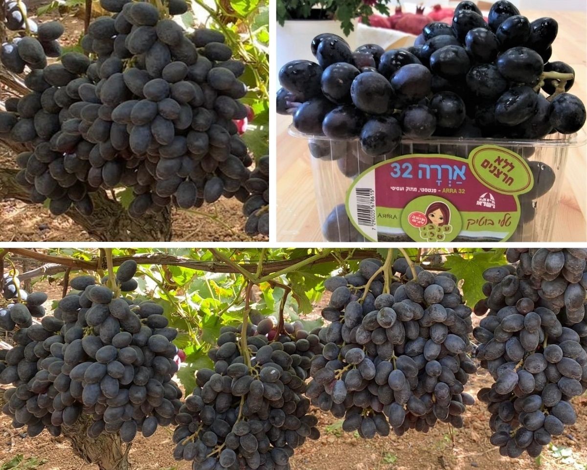 #301: ARRA Mystic Dream™ a black diamond from the Mediterranean ...