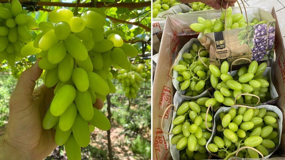 #303: In Petrolina the ARRA future is bright! | Grapa Global