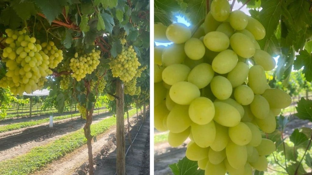 Australia | ARRA Varieties Shining Through