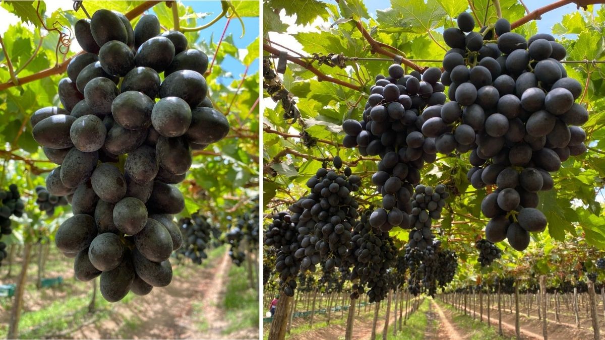 #303: In Petrolina the ARRA future is bright! | Grapa Global