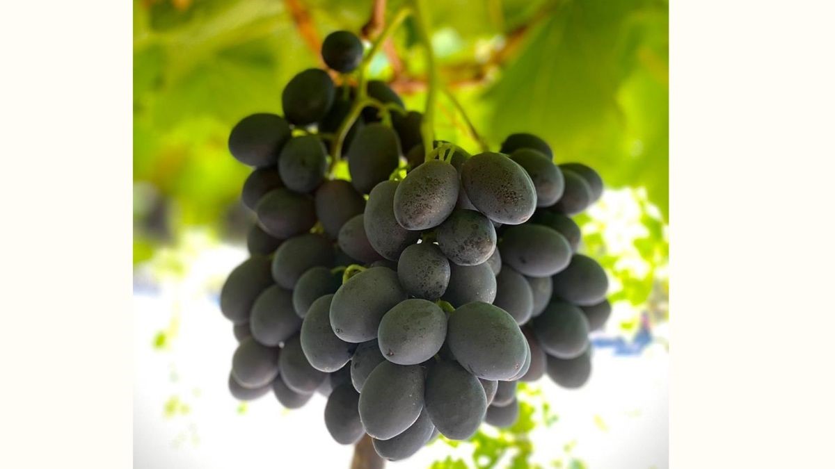 #305: ARRA & Early Sweet stars in Namibia | Grapa Varieties Ltd.