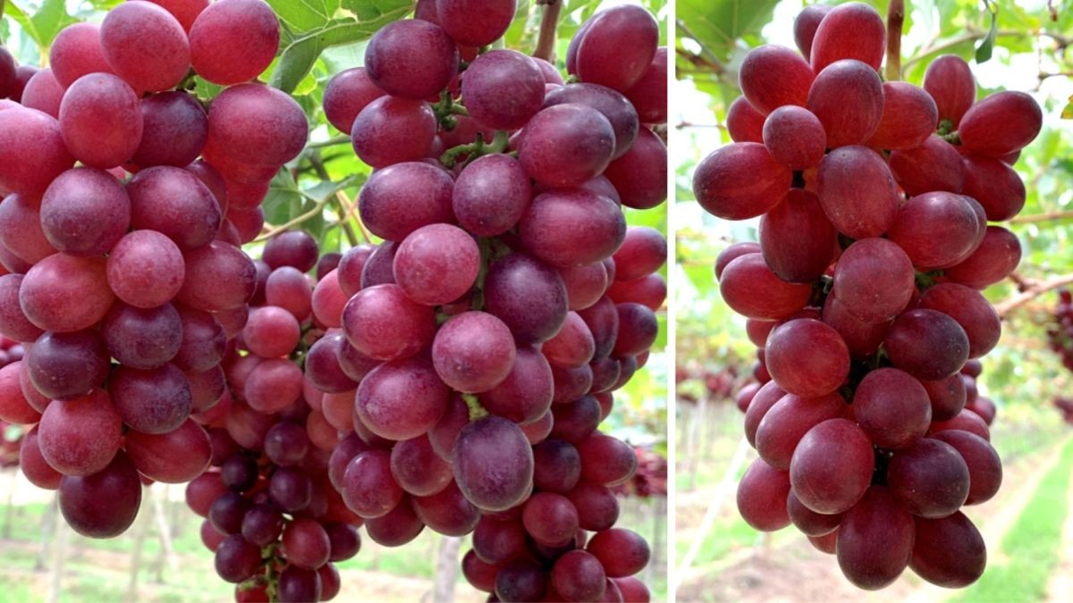 #303: In Petrolina the ARRA future is bright! | Grapa Global