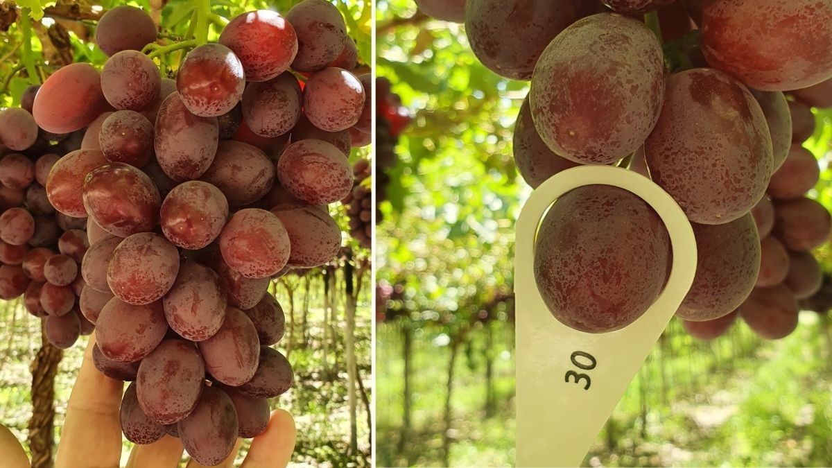 #305: ARRA & Early Sweet stars in Namibia | Grapa Varieties Ltd.