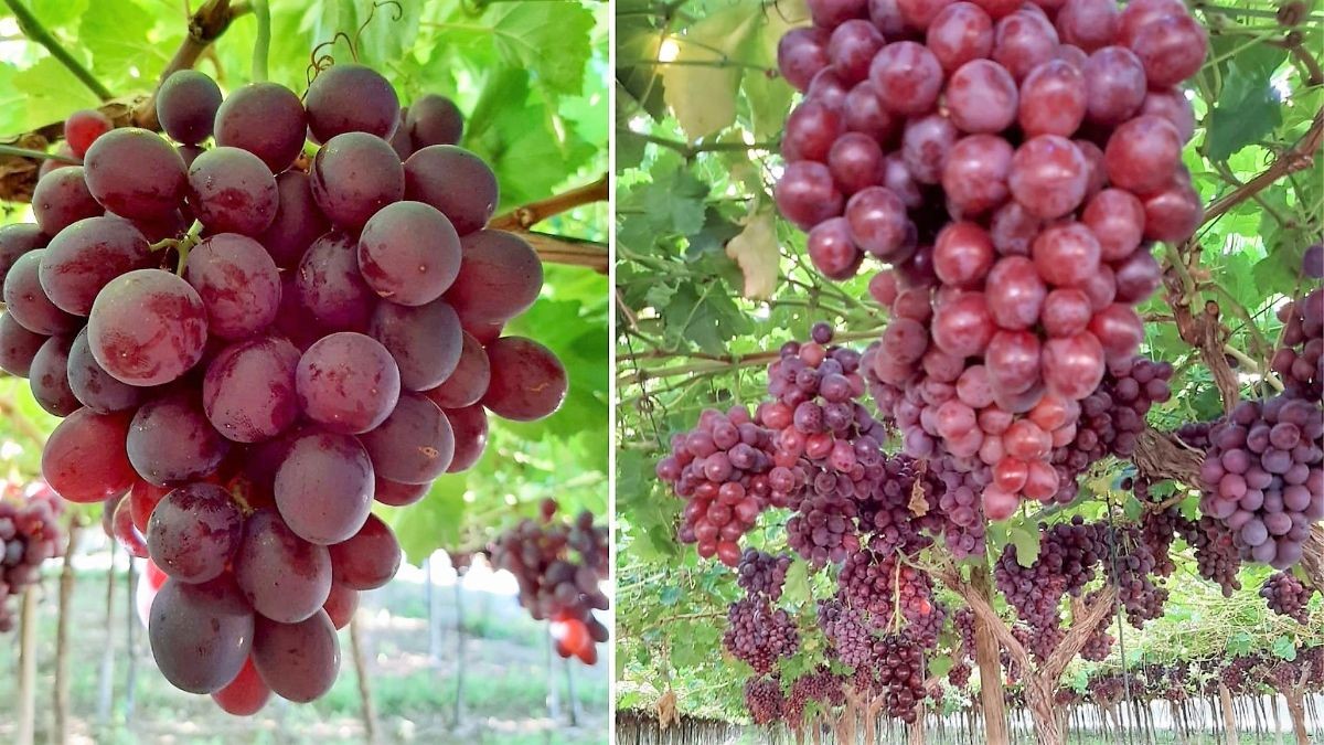 #305: ARRA & Early Sweet stars in Namibia | Grapa Varieties Ltd.