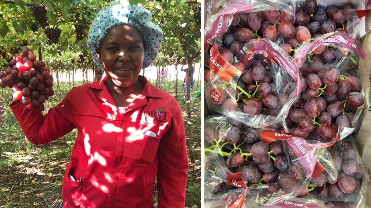#305: ARRA & Early Sweet stars in Namibia | Grapa Varieties Ltd.