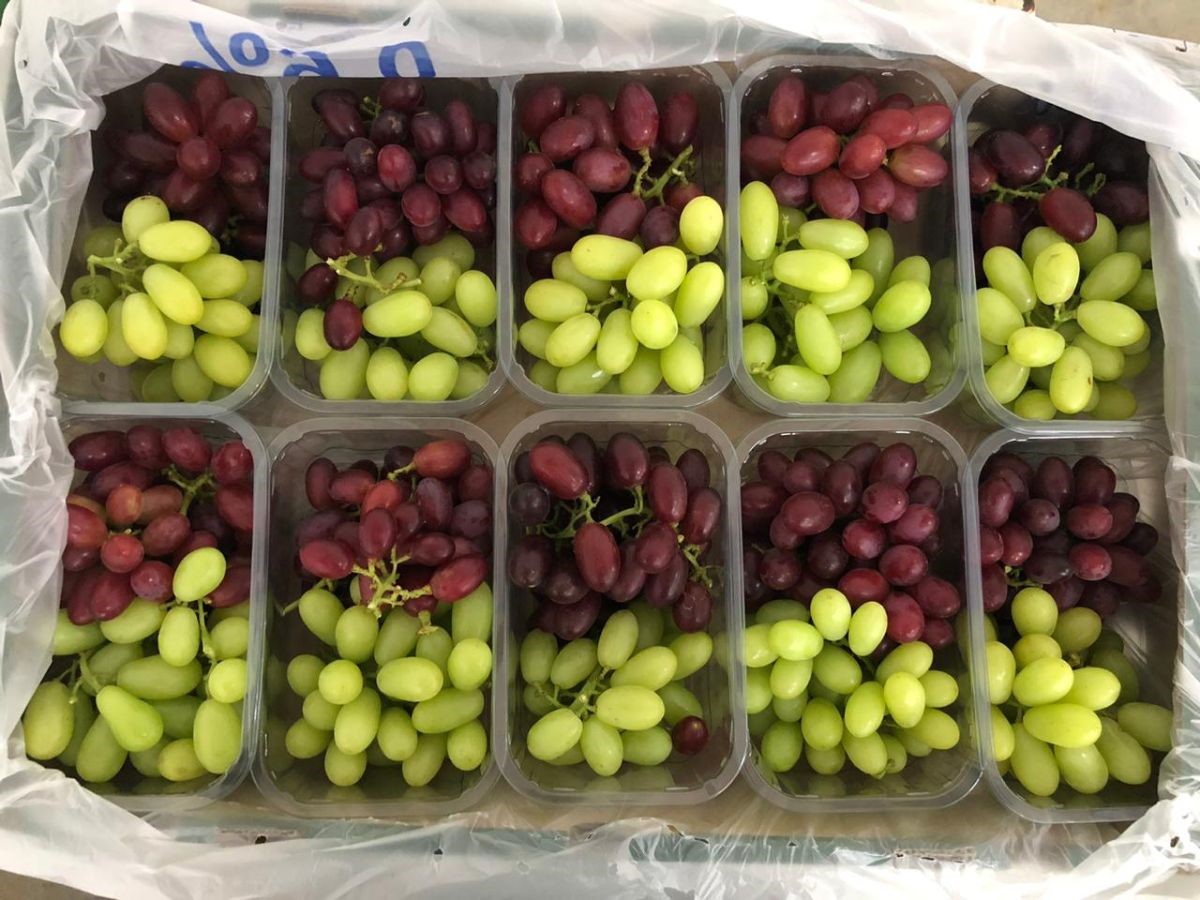 #303: In Petrolina the ARRA future is bright! | Grapa Global