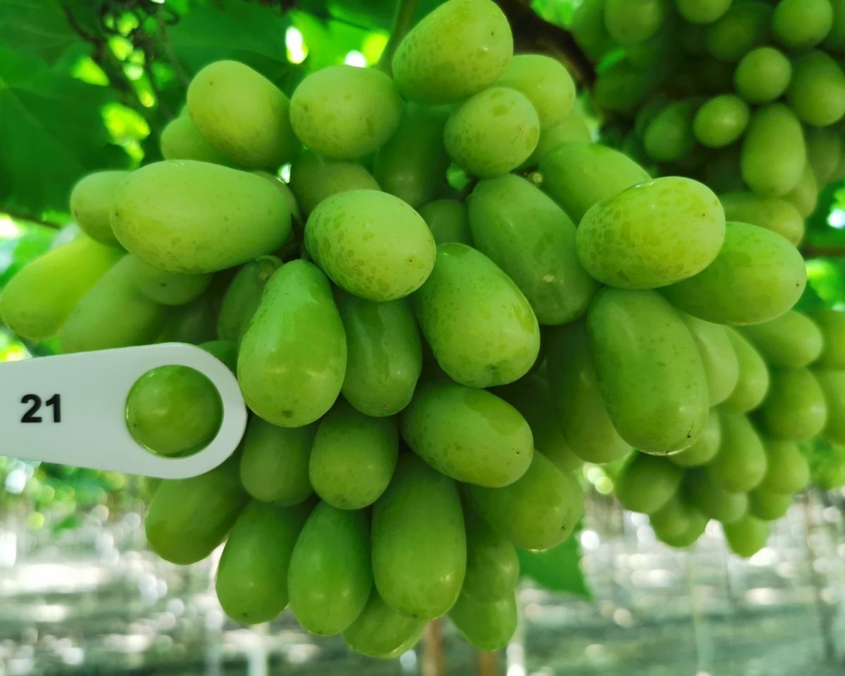 #305: ARRA & Early Sweet stars in Namibia | Grapa Varieties Ltd.