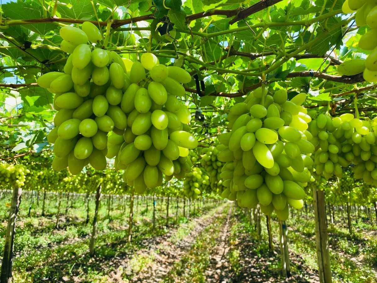 #303: In Petrolina the ARRA future is bright! | Grapa Global