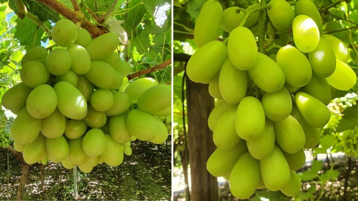 #305: ARRA & Early Sweet stars in Namibia | Grapa Varieties Ltd.