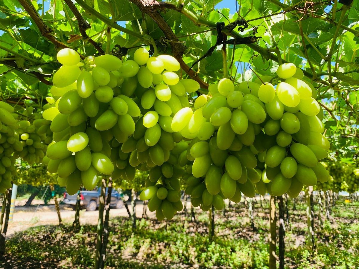 #303: In Petrolina the ARRA future is bright! | Grapa Global