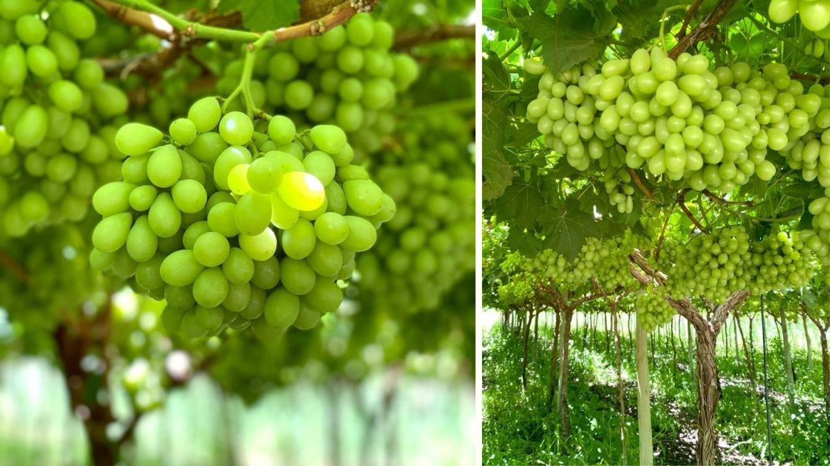 #305: ARRA & Early Sweet stars in Namibia | Grapa Varieties Ltd.