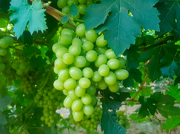 White Grapes | Table Grapes | Grapa Varieties Ltd.