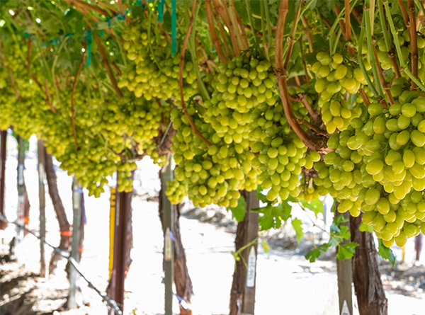 White Grapes | Table Grapes | Grapa Varieties Ltd.