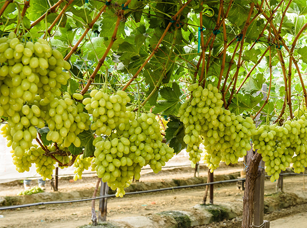White Grapes | Table Grapes | Grapa Varieties Ltd.