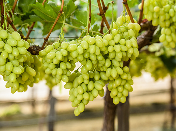 White Grapes | Table Grapes | Grapa Varieties Ltd.
