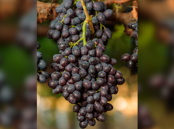 Black grapes| Table Grapes | Grapa Varieties Ltd.