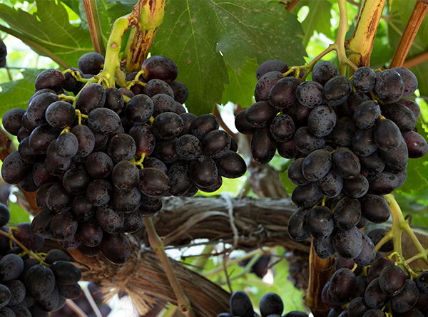 Black grapes| Table Grapes | Grapa Varieties Ltd.