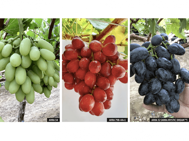 The Latest Generation of the ARRA Program | Grapa Varieties Ltd.