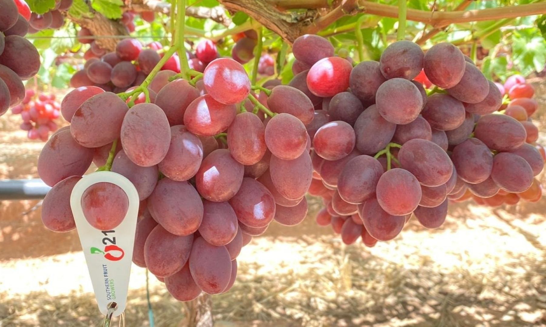 #311: ARRA Passion Fire™ is winning again | Grapa Varieties Ltd.