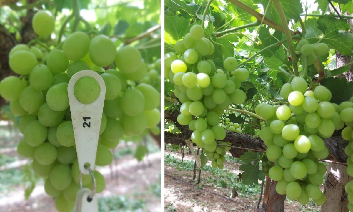 #317 Another Sweet Start | Grapa Varieties Ltd.