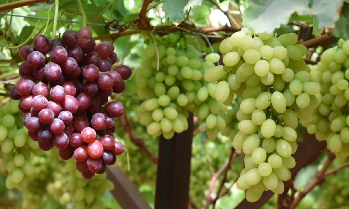 #316: ARRA is hot in the Jordan Valley | Grapa Varieties Ltd.